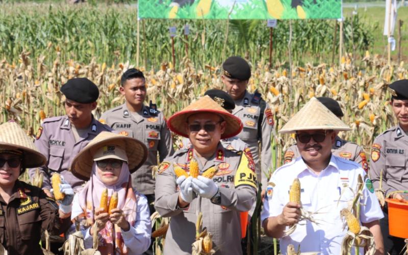 Panen Raya Jagung Serentak Tahap I di Kota Bengkulu: Dukung Swasembada Pangan 2025 | Sionlines